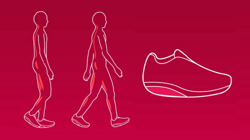 spine-2.gif | The Chartered Society of Physiotherapy